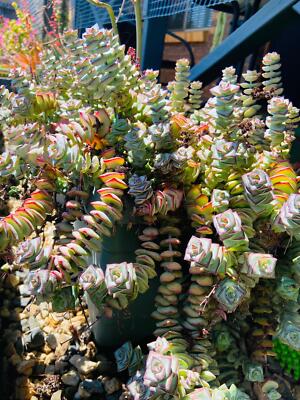 Crassula Perforata - tring of Buttons Succulent | Stacked Rosette Vine ...