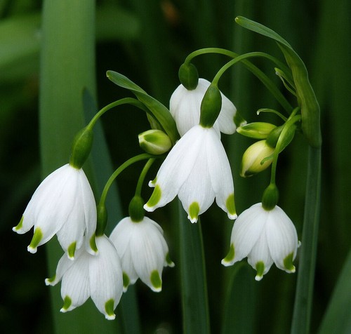 LEUCOJUM AESTIVUM~SUMMER SNOWFLAKE~PERENNIAL FLOWER BULBS EASY TO GROW PLANTS!!! | eBay