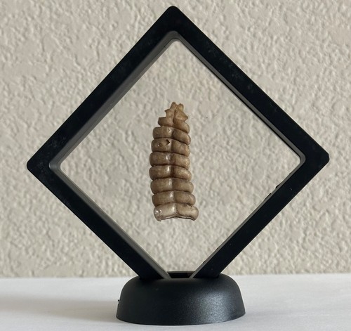 LARGE Rattlesnake Rattle 2”- in 3.5” Floating Display Frame - R2 🐍 | eBay