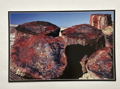 Primitive Conifers Petrified Forest National Park Arizona Postcard 2004 ...
