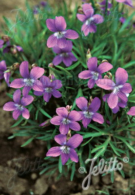 Viola pedatifida Prairie Violet 20 seeds | eBay