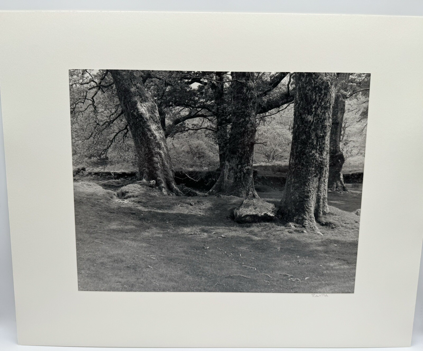 Robert Pyle (American b. 1938) "Oak Trees Sheeffry Hills" Echoes of ...