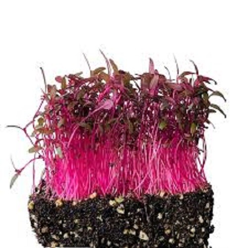 RED ASIAN AMARANTH SEEDS SPROUTS Microgreen Asian Red Spinach Sprouts ...