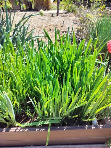 150+Organic Seeds of Persian Leek "تره Tareh" , گندنه Chinese Jiu cai ...