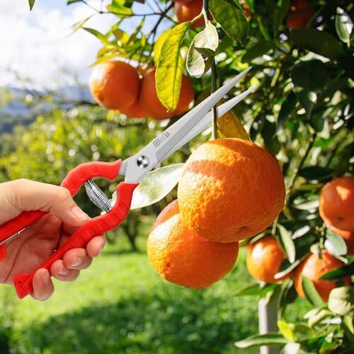 Extra Long Pruning Shears, Gardening Hand Pruners with Stainless Steel ...