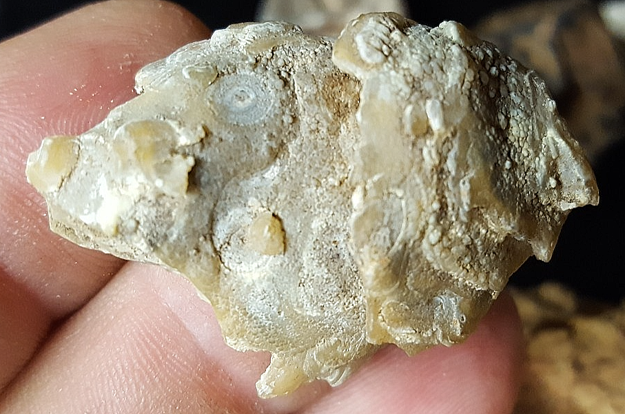 12 Fossils Horn coral- Crinoids- Agatized Coral- Bison Tooth-Vertebrea ...