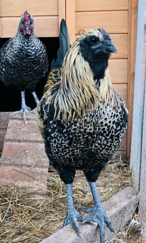 6 FIBRO EASTER / OLIVE EGGER -Fresh & Fertile Chicken Hatching Eggs | eBay