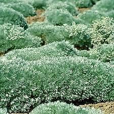 Artemisia schmidtiana 'Silver Mound' - Wormwood 9cm pot, or Cotula ...