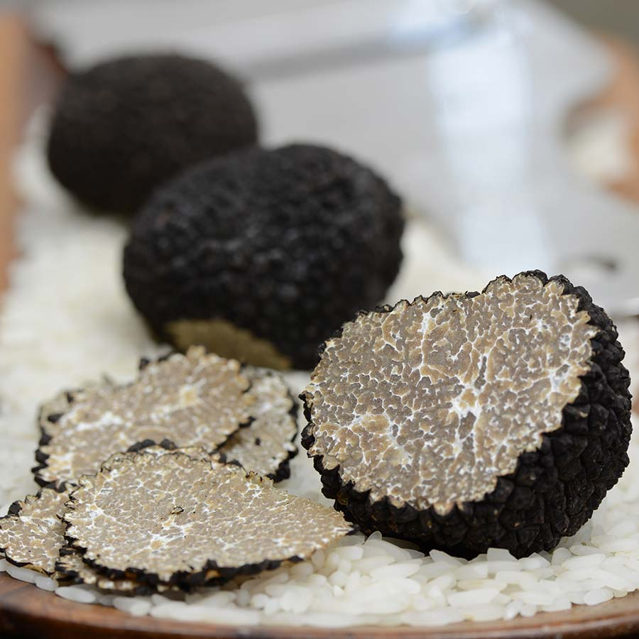 LUXURY Black Oregon truffle hazelnut tree inoculated with mycelium ...