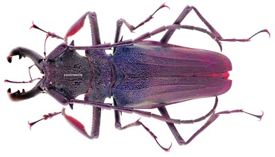 Insect - PRIONINAE Psalidognathus superbus - C. Peru - Male 68mm ...