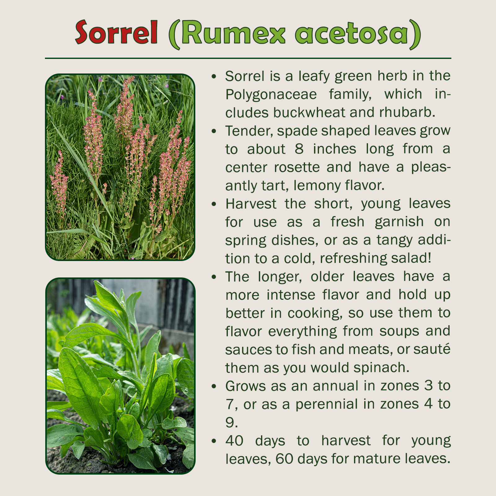 500 Sorrel Seeds, Rumex acetosa, Spinach Dock, Culinary, Non-GMO ...