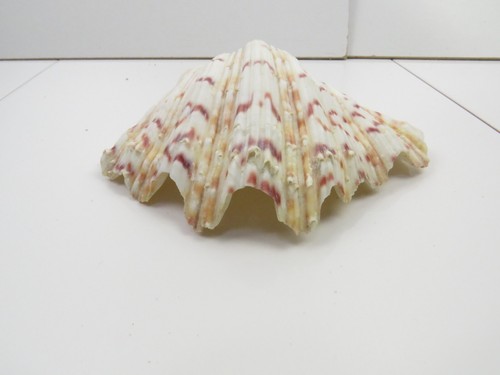 Tridacna clam shells Horse Hoof 15cm | eBay