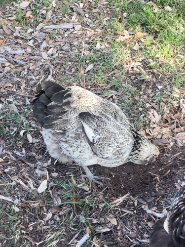 12 Fresh & Fertilized Barnyard Mix Hatching Eggs - Ayam Cemani Roosters ...