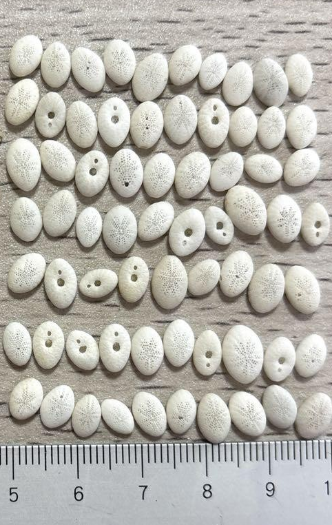 japanese Seashell KOMETSUBU UNI Grain of rice sea urchin sea urchin ...