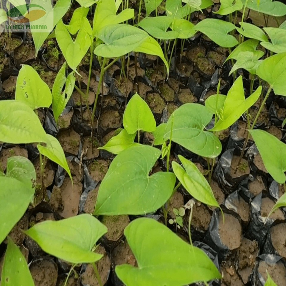 Chinese Yam Cinnamon Vine Shan Yao Dioscorea Opposita Tincture 3 Live ...
