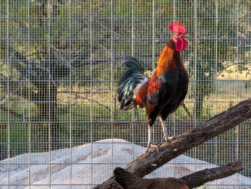 6+ Ayam Ketawa Hatching Eggs – Rare Laughing Chicken – NPIP #4766 ...