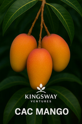 Delicious RARE CAC Grafted 3 gallon Mango Tree 2-3 ft Over 100 ...