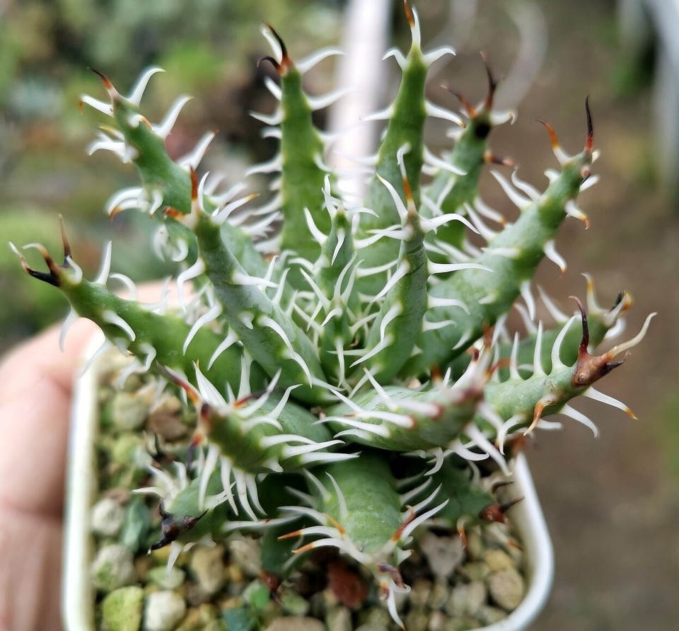 5CM Succulent Aloe Plant Aloe Plant Aloe Erinacea Liliaceae Home Garden ...