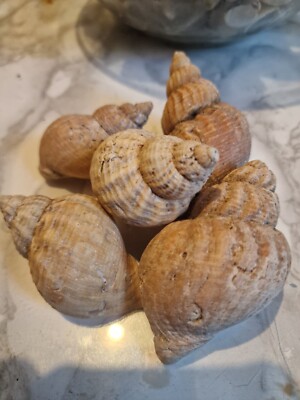 large natural sea shells | eBay UK