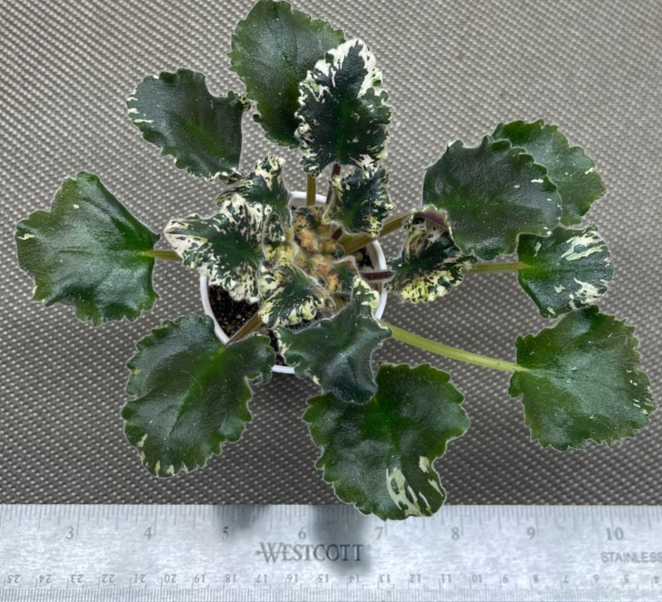 African Violet Plant - Mac's Luxurious Leisure ~ Ruffled pansy ...