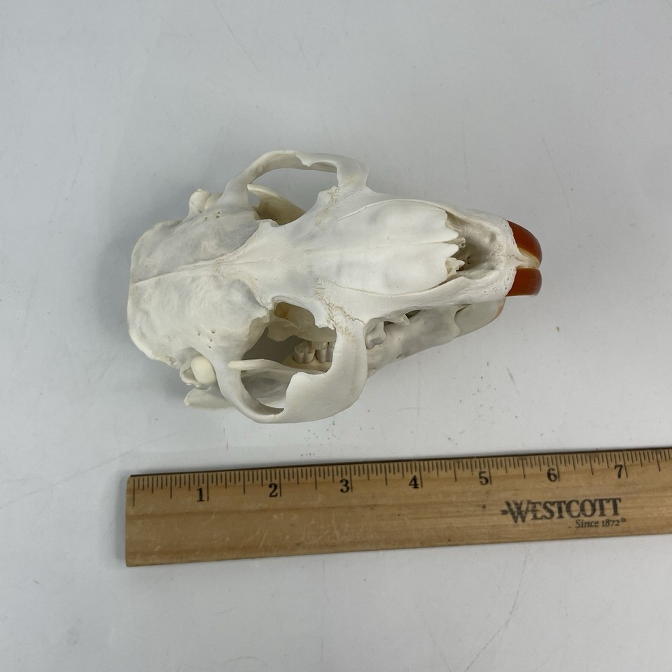 Real Beaver Skull - Large (over 5”) - Castor canadensis- USA Sourced | eBay