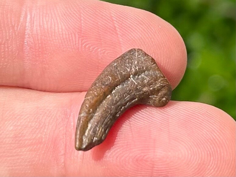 NICE Theropod Dinosaur Claw Fossil from Niger Dino Bones Kryptops ...