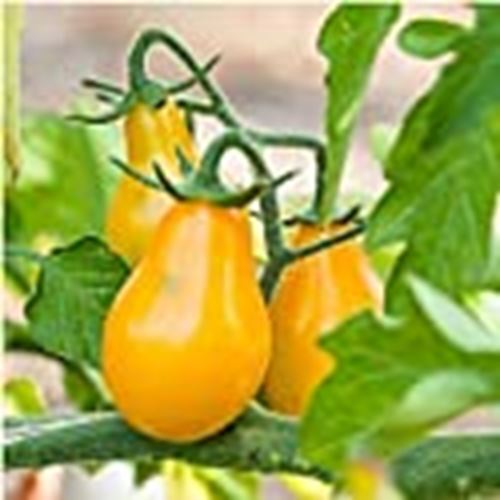 Pear Tomato (Yellow) Seeds (((25 Seed Packet))) (More Heirloom, Organic ...
