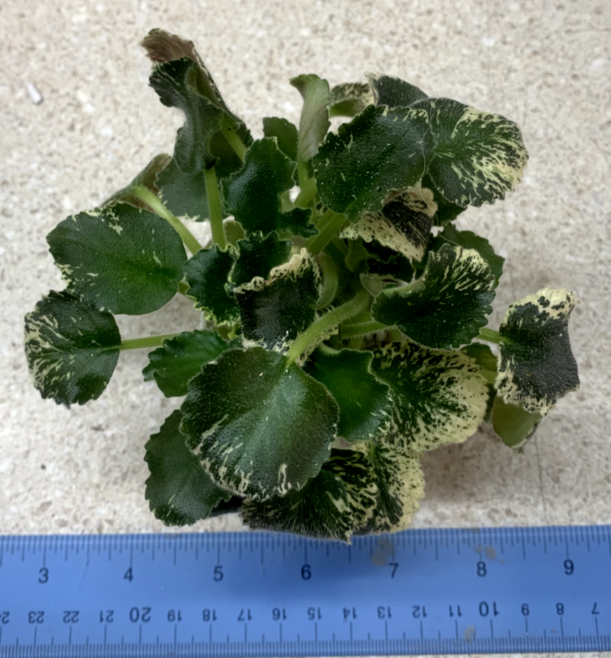 African Violet Plant -- Imp`s Bog Bubbles ~~ Variegated pot of plants ...