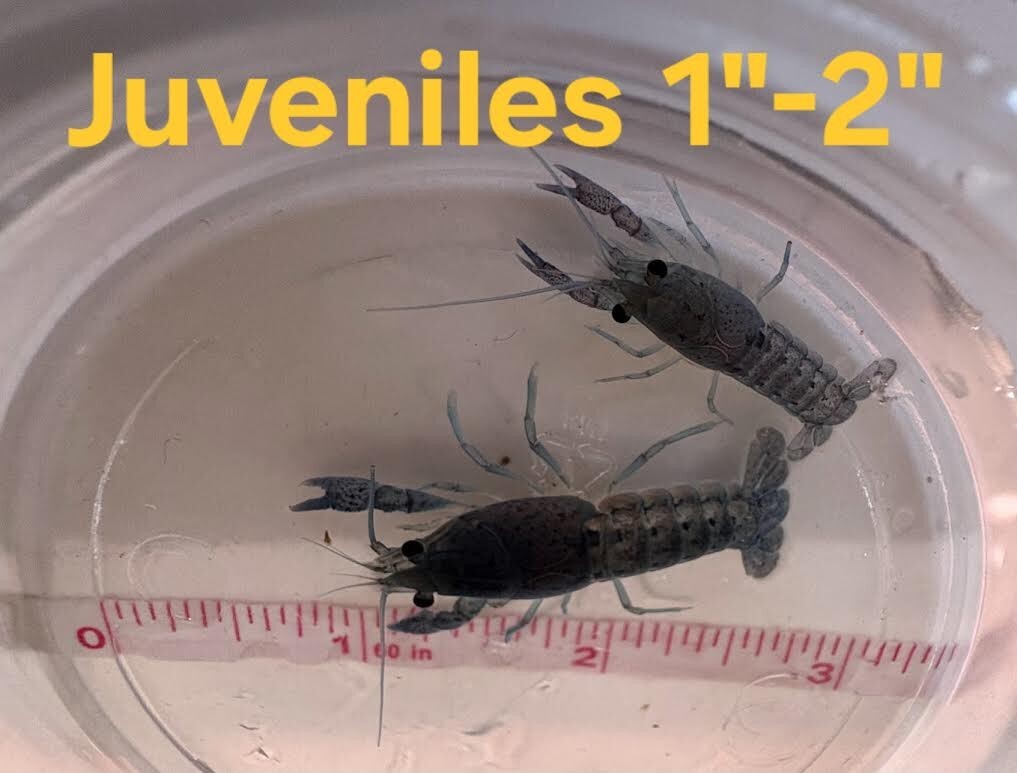 Electric Blue Crayfish (Procambarus Alleni) All Sizes Live Arrival ...
