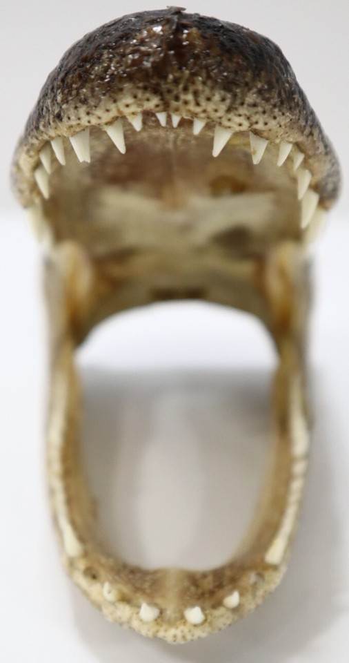 Authentic 5-6" Alligator Head Real Alligator Taxidermy & Gator Key ...