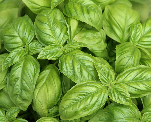 200+ Sweet Basil Seeds Sweet Italian Basil Tukmaria Tulsi (Ocimum ...