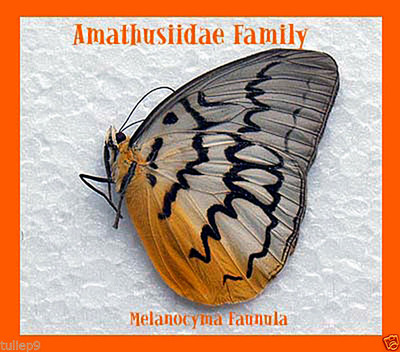 Butterfly - Amathusiidae -Melanocyma fanula fanula (m) - Tapah Hills ...