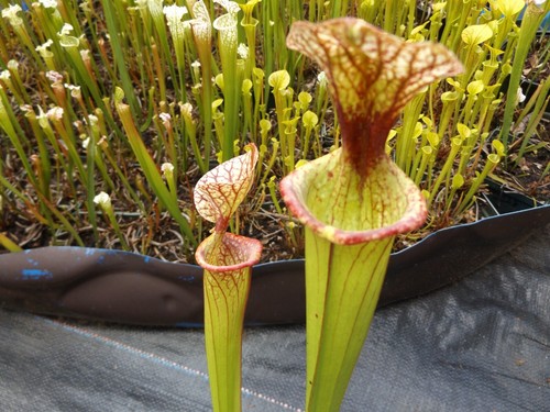 Sarracenia Timothy King x Esme Cowlard) x Adrian Slack live carnivorous ...