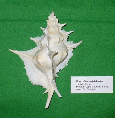 MUREX (SIRATUS) ALABASTER #H4046 Southern Japan 144mm With operculum | eBay