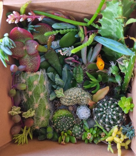 Cacti Cuttings Cactus Succulent Collectors Echinopsis Euphorbia Pack Mix July | eBay