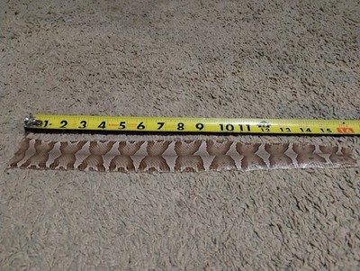 Copperhead Snake Skin | eBay