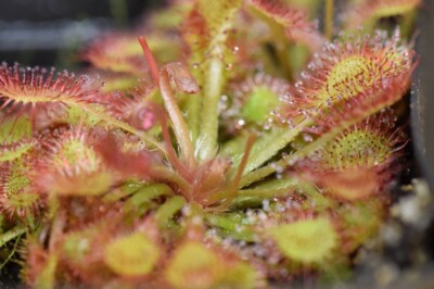 Drosera Esmeraldae Carniverous Sundew Plants Rare Species South ...