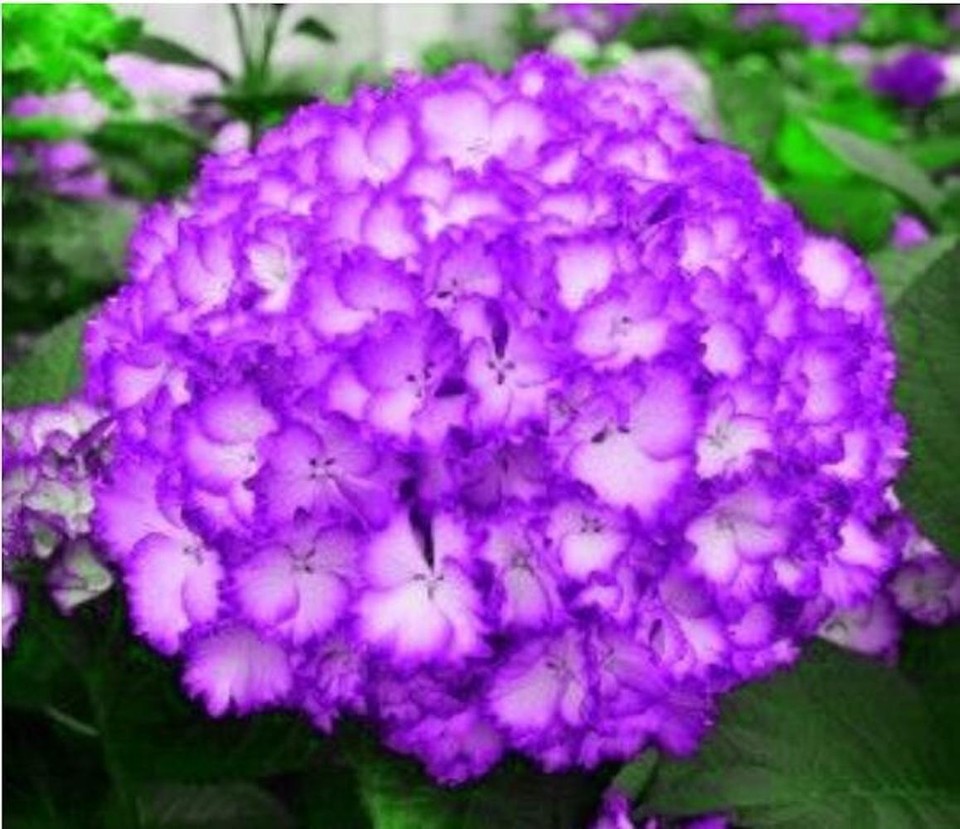 20 HYDRANGEA FLOWER SEEDS rare exotic ball bloom plant garden bush b ...