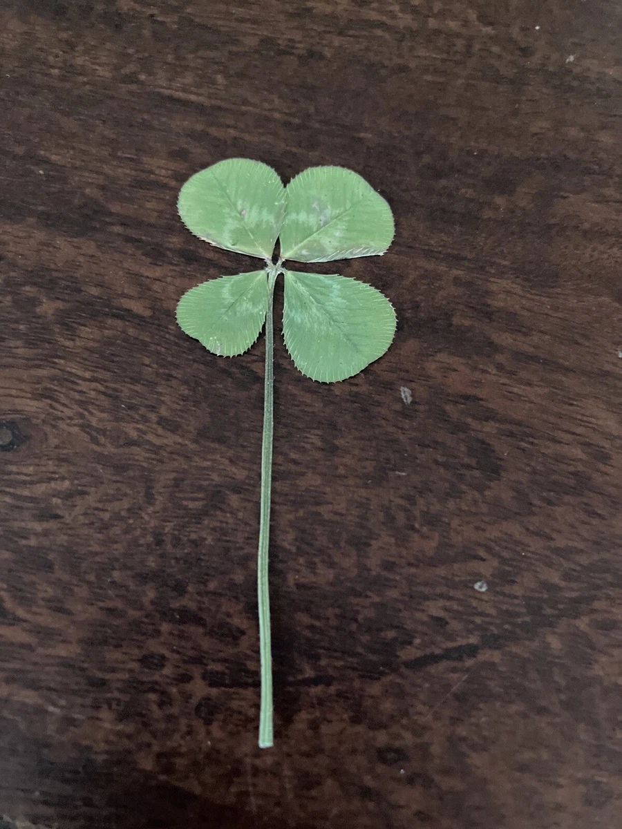 Real Four Leaf Clover Background
