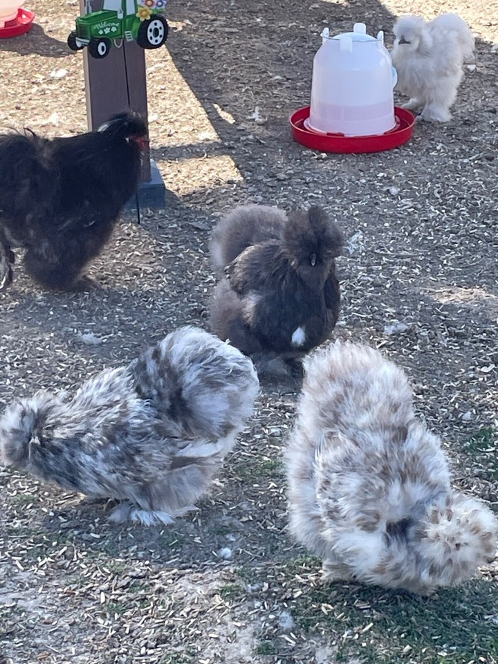 12 +Quality Bearded Crested Muffin Silkies, Satin, Showgirl hatching ...