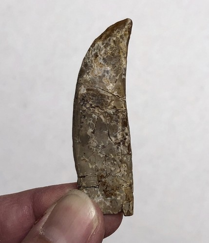 Extremely Rare Tyrannosaurid Alioramus Dinosaur Tooth Bayankhongor ...