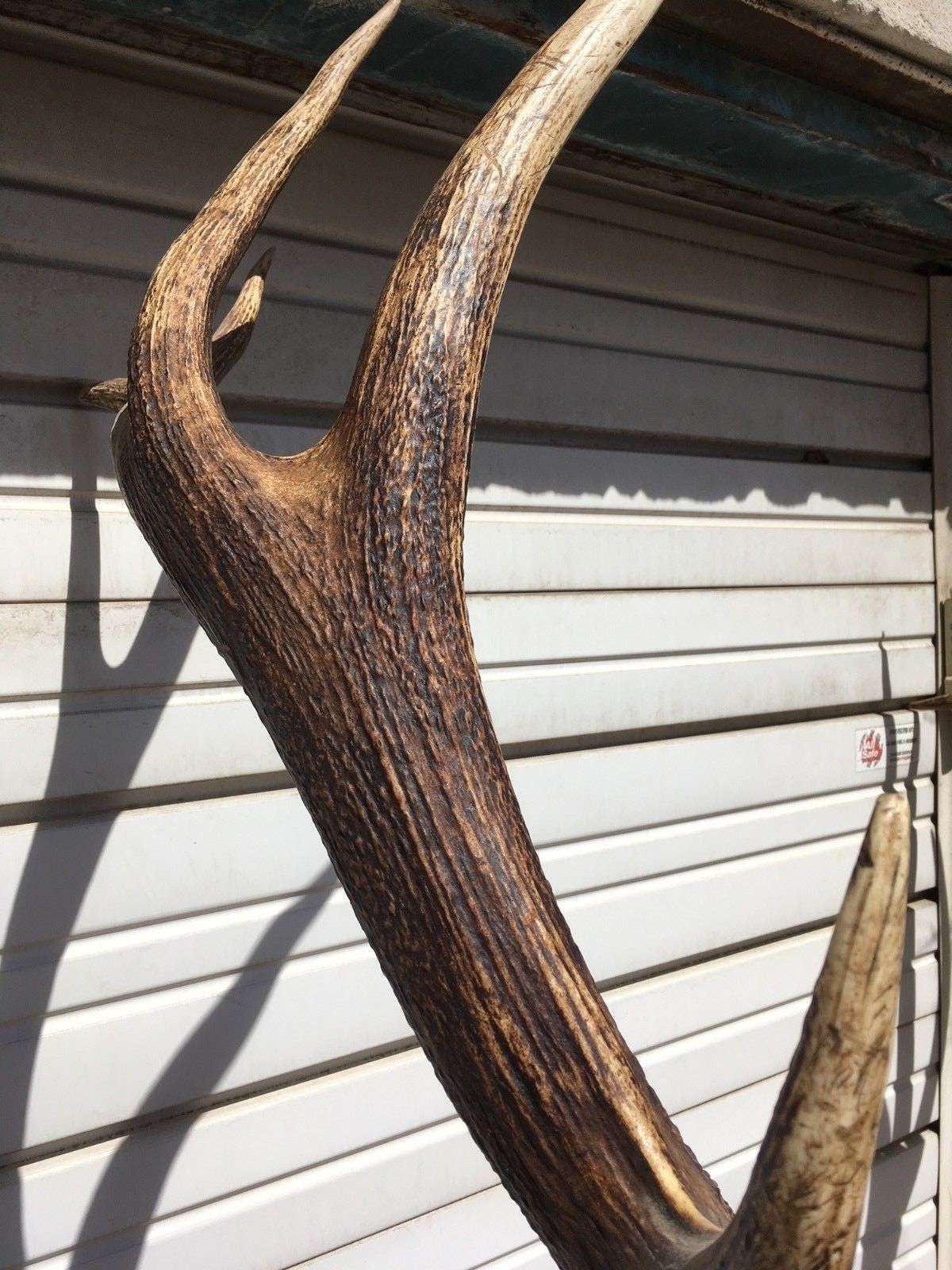 Vintage 80" x 48" 7 x 7 Point Elk Head Shoulder Mount Taxidermy Hunting ...