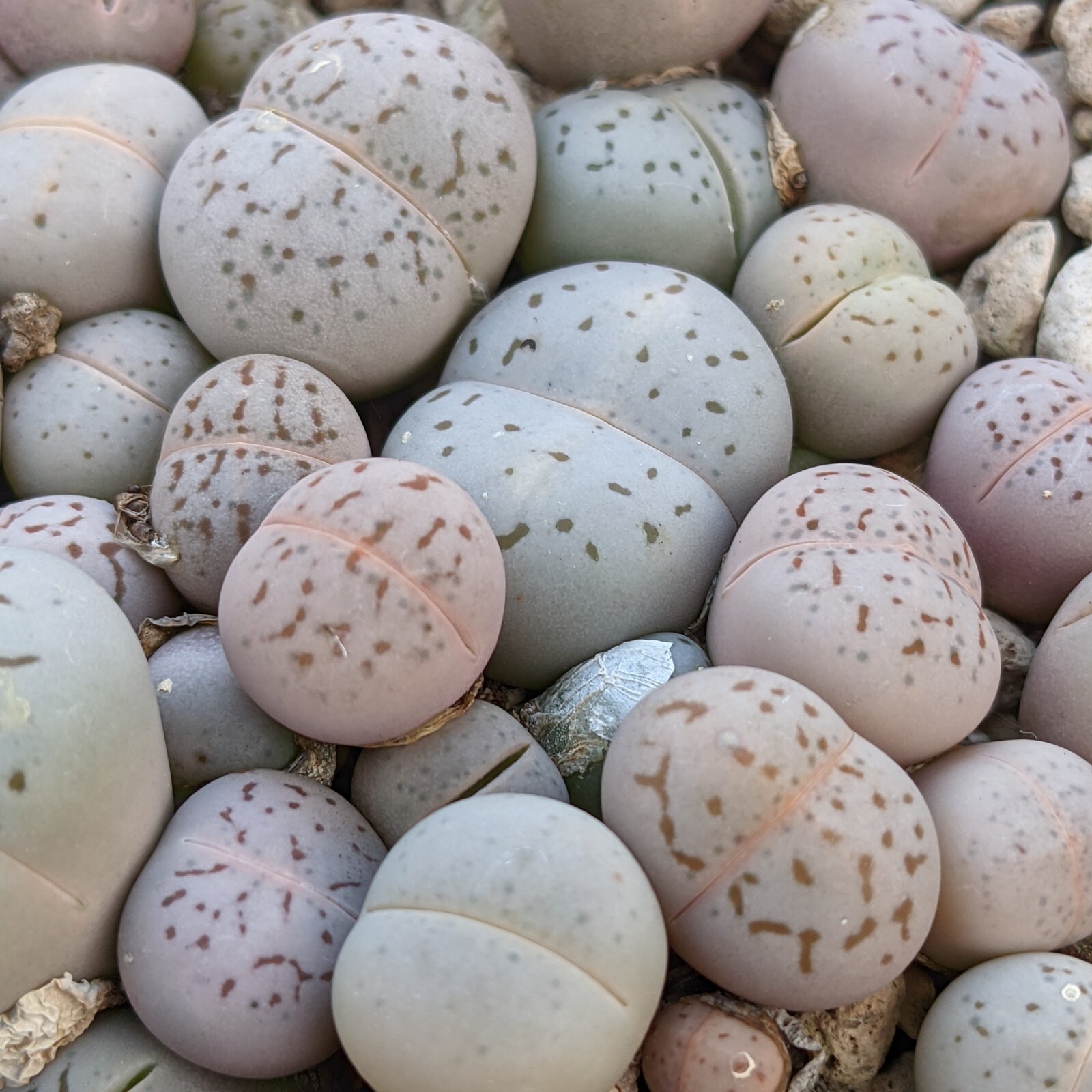 Living Gemstones, Rare Lithops, Lithops Plants, Living Stones ...