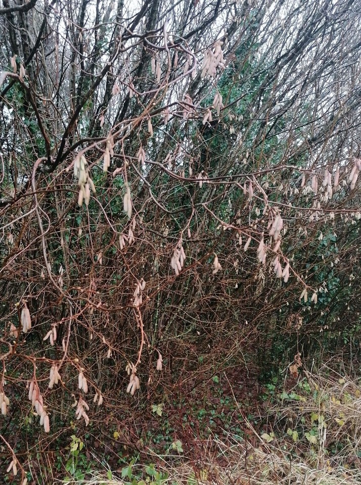Hazel Corylus native bare root hedge plants hedging - 7 sizes | eBay UK