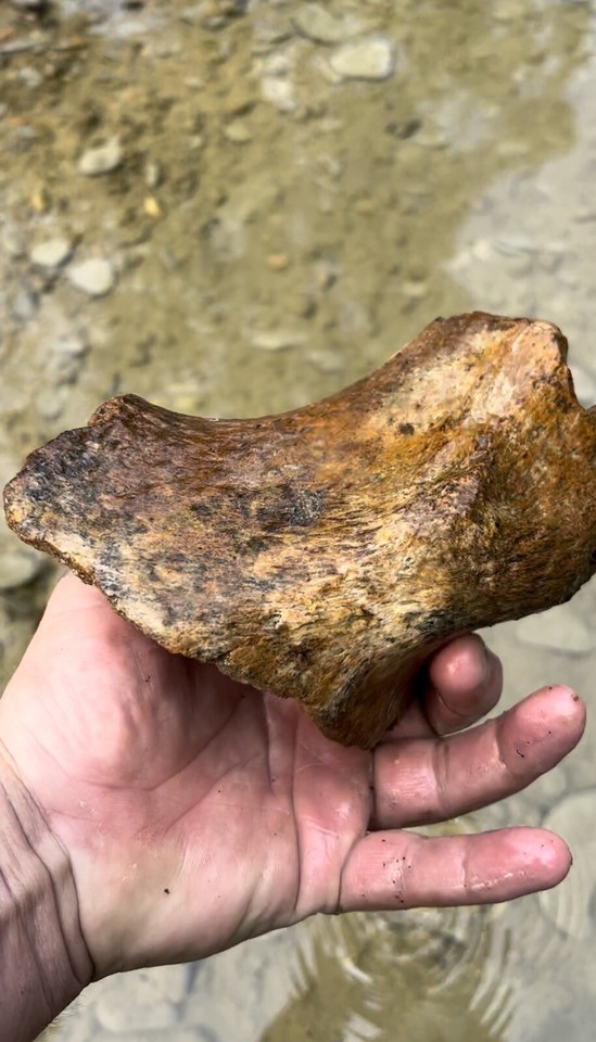 Giant Ground Sloth Fossil Humerus Bone Fragment North Mississippi | eBay