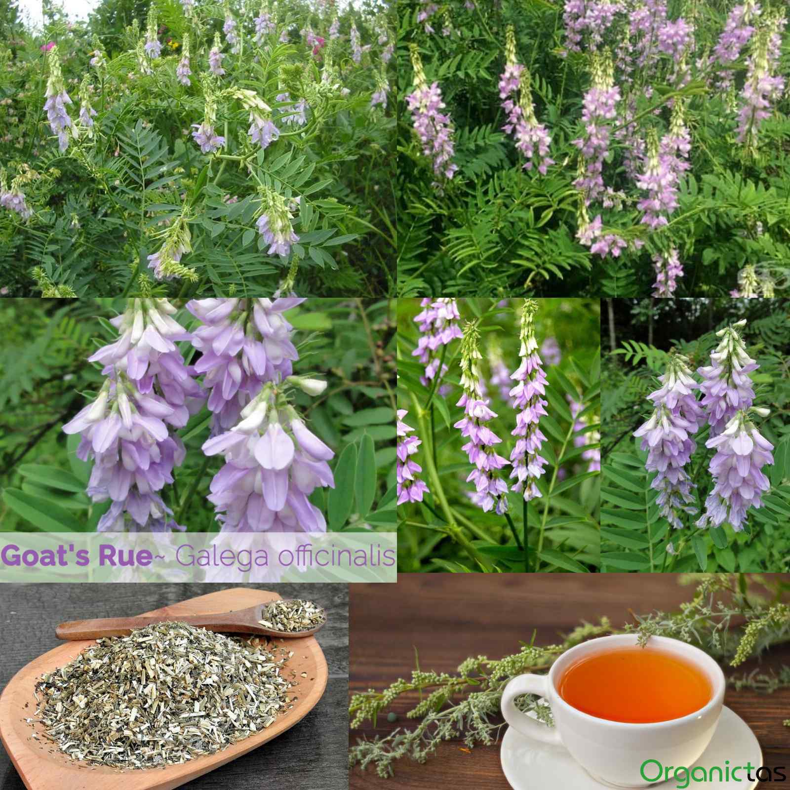Organic GOATS RUE Tea Dried Cut Loose Galega Officinalis Premium ...
