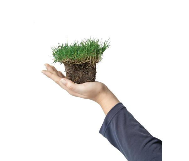 Sod Pods Bermuda Grass Plugs (32-Count) Natural, Affordable Lawn ...