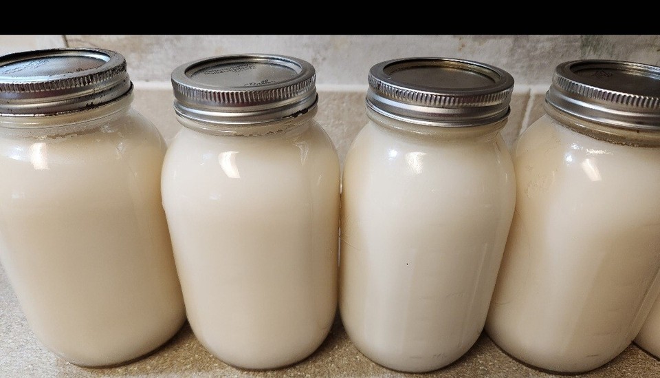 100%Organic and Non-GMO Leaf Lard From Pastured American Hogs , Florida ...