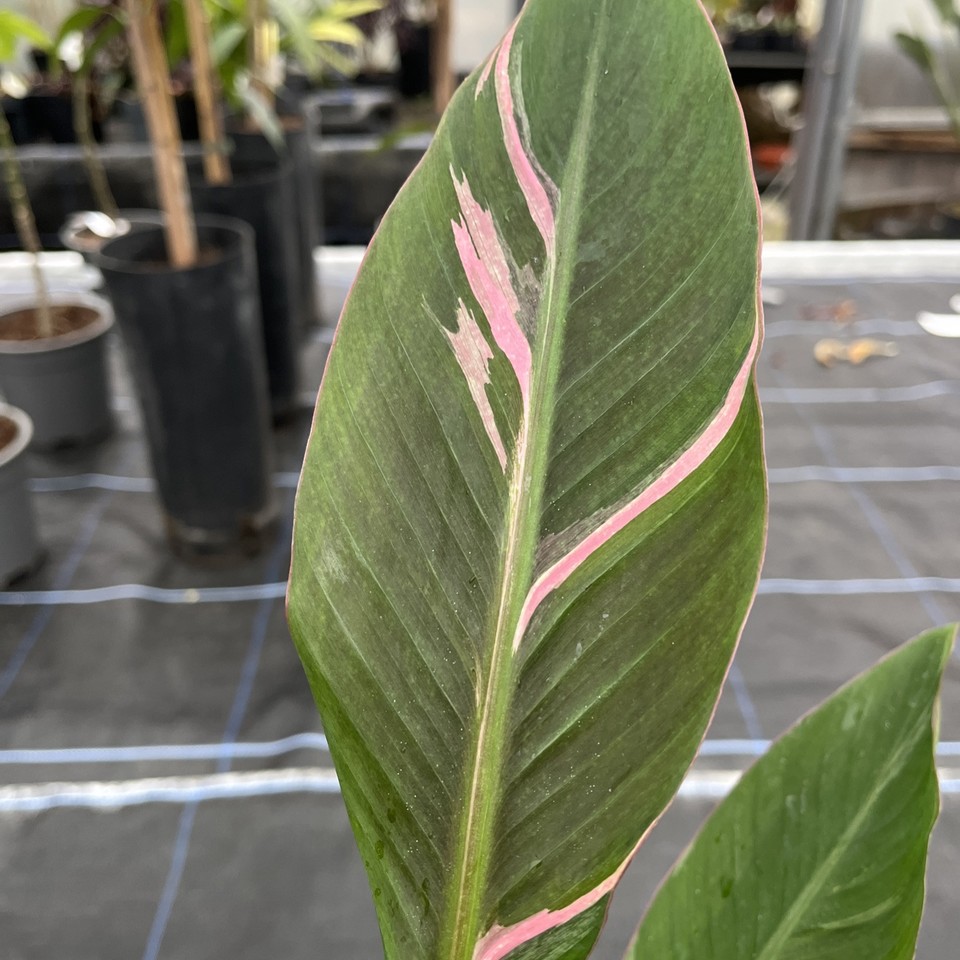 Musa Nono - Rare and exotic Pink variegated Banana 10.5cm pot 25cm Stem ...
