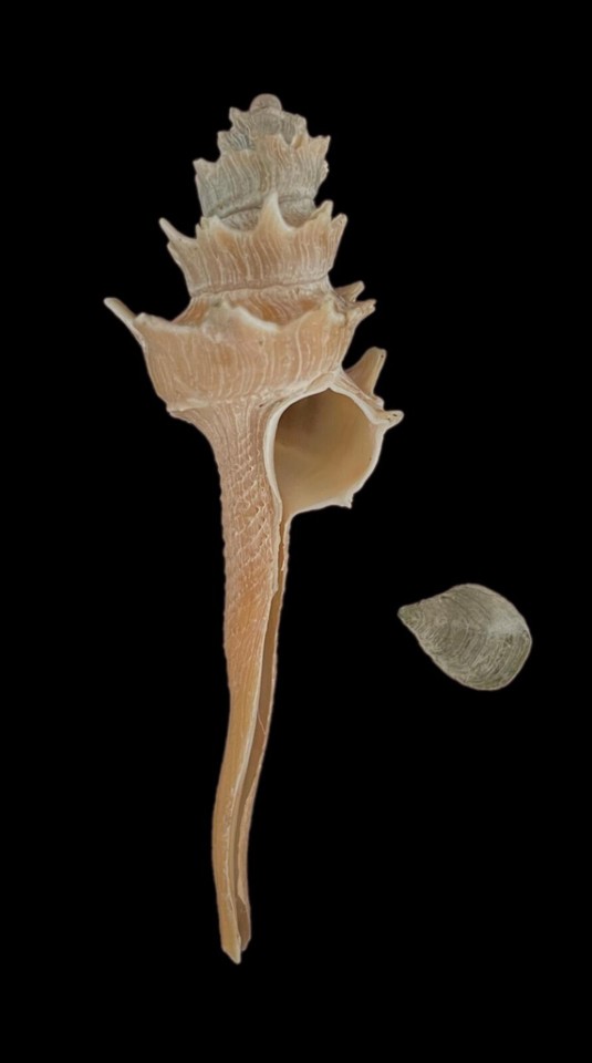 Sea shells Columbarium pagoda 66mm RARE | eBay